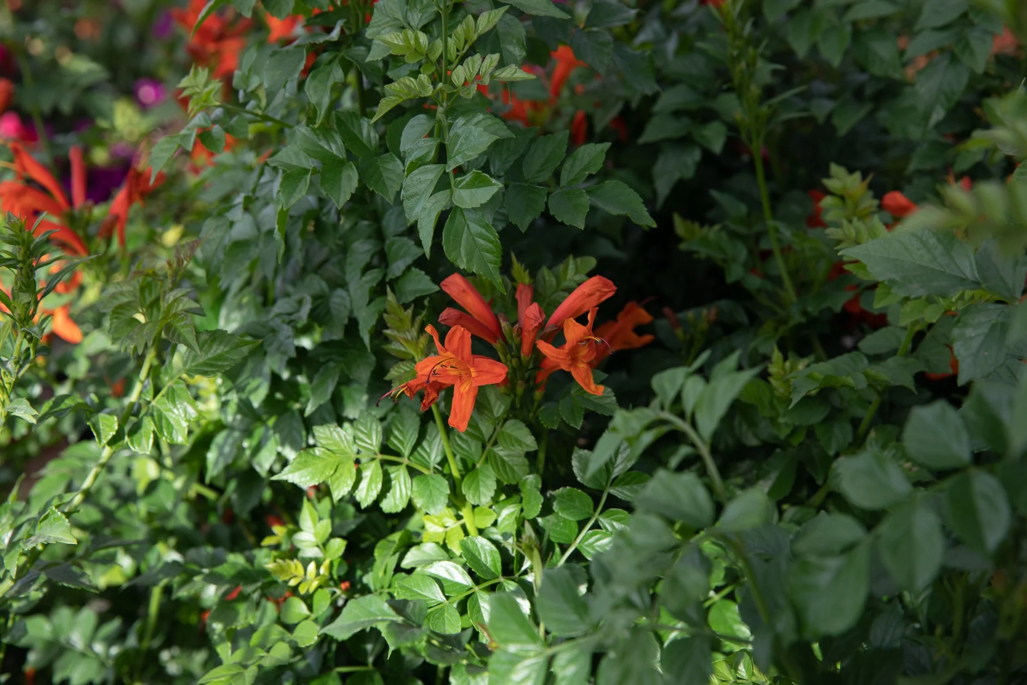 Tecomaria capensis — V&P Nurseries