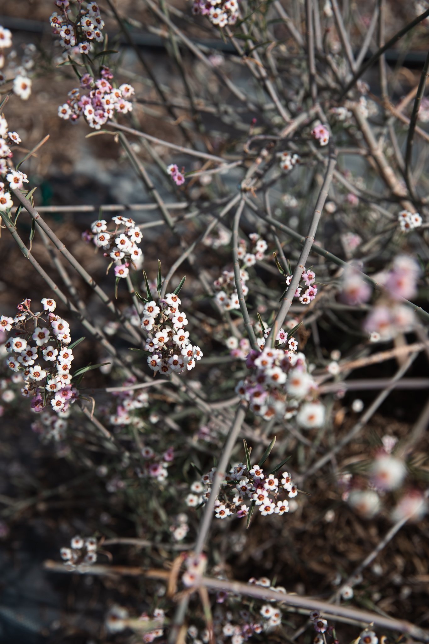 Euphorbia xantii 'Baja Spurge' — V&P Nurseries