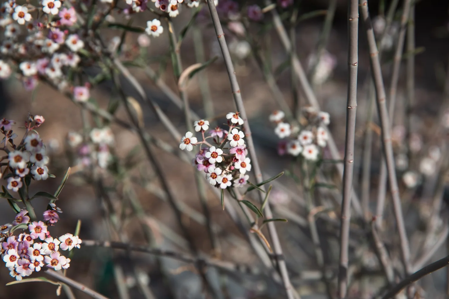 Euphorbia xantii 'Baja Spurge' — V&P Nurseries