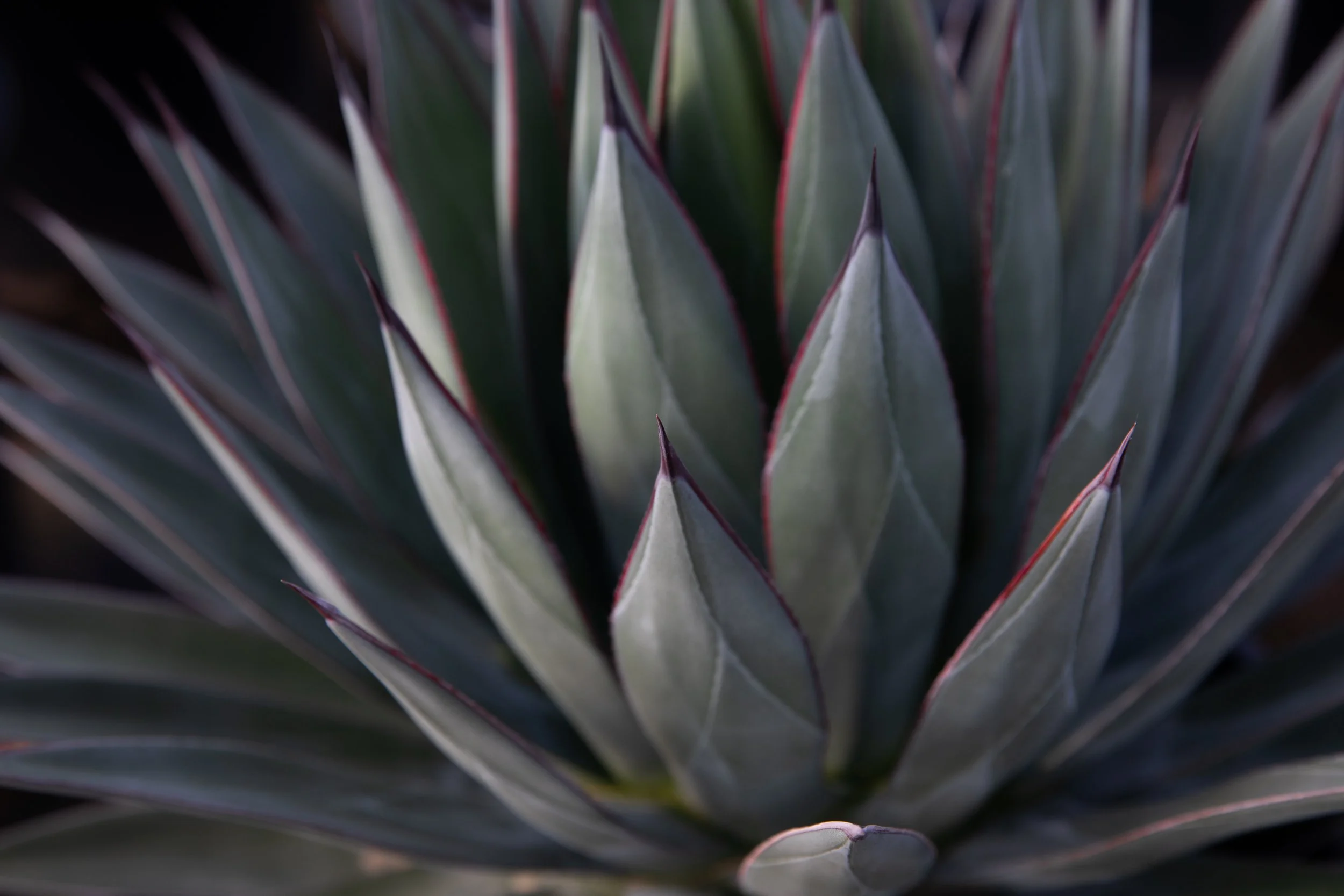 Agave 'Blue Glow' — V&P Nurseries