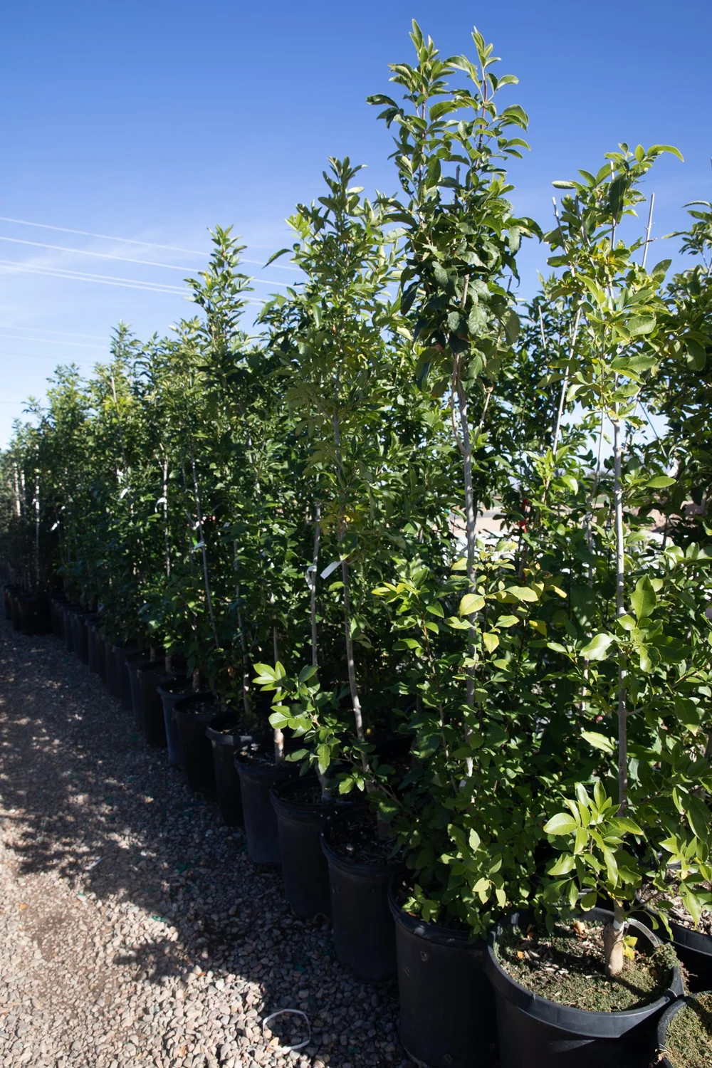 Fraxinus velutina 'Fan-Tex' — V&P Nurseries