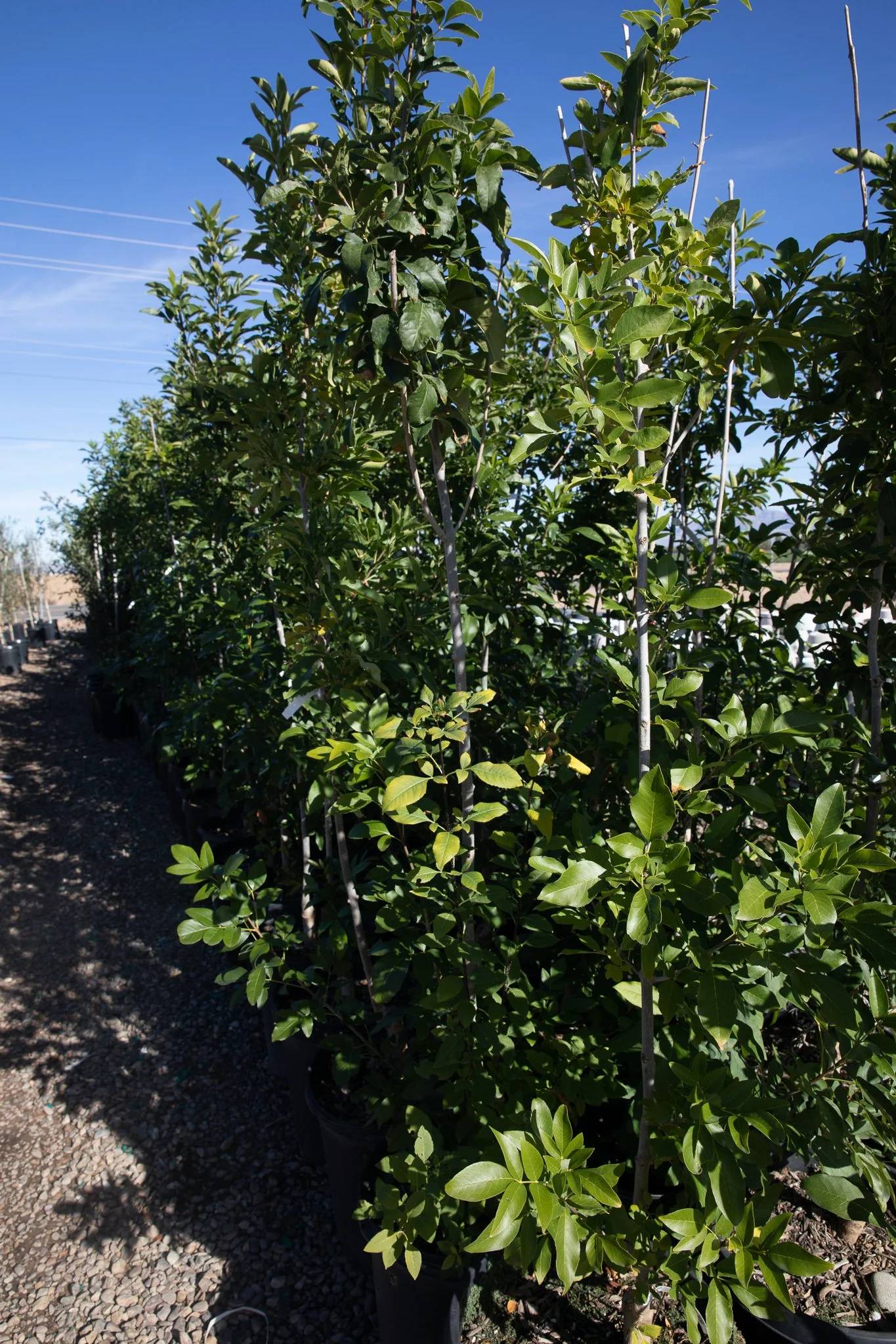 Fraxinus velutina 'Fan-Tex' — V&P Nurseries