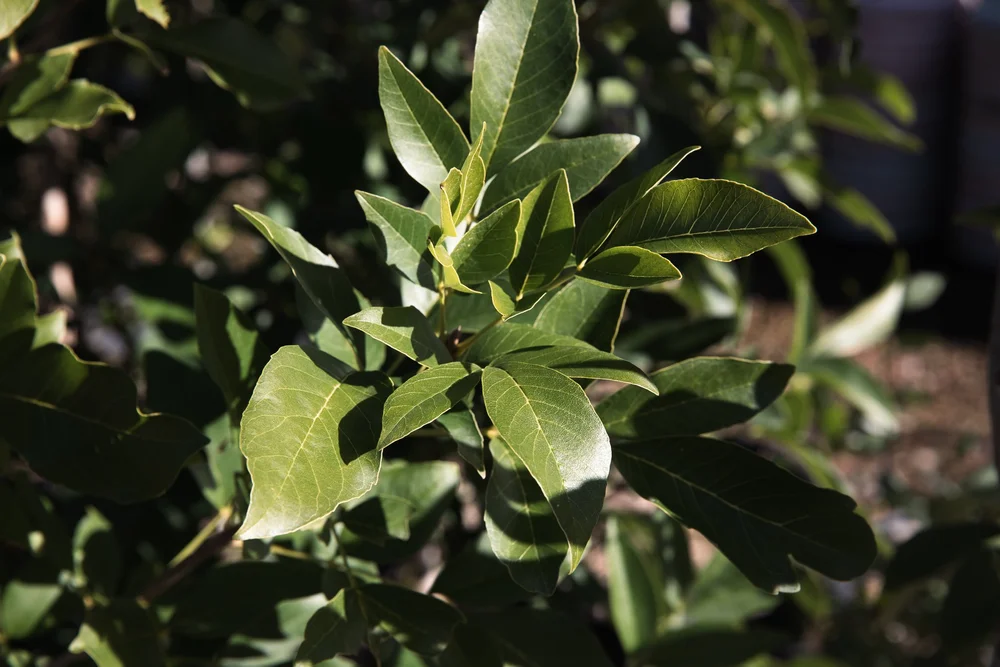 Fraxinus velutina 'Fan-Tex' — V&P Nurseries