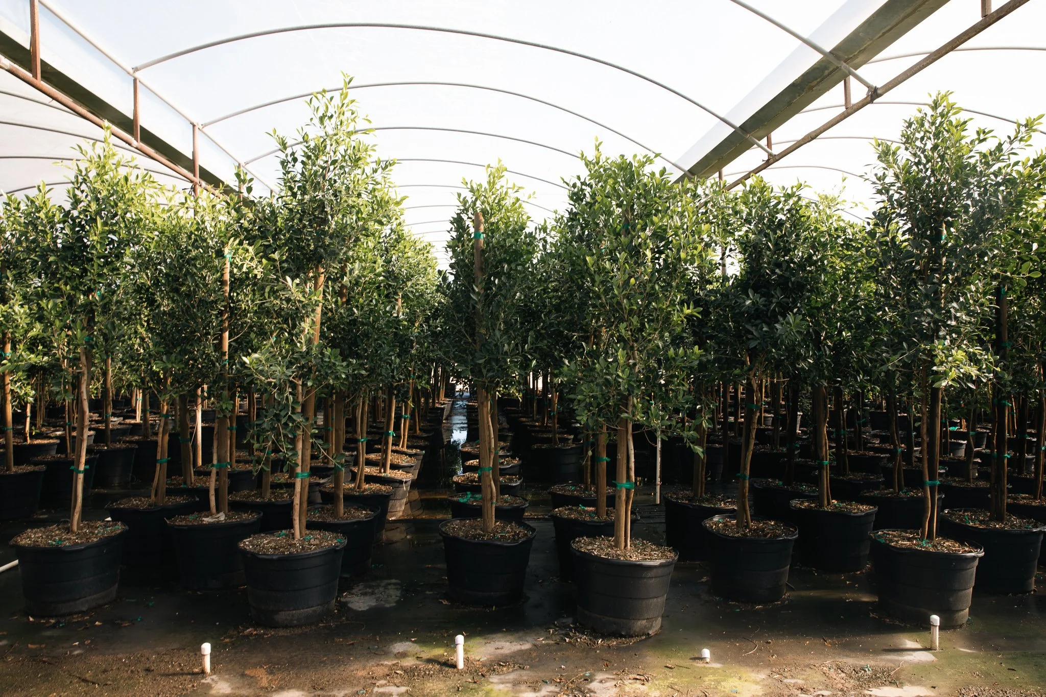 Ficus nitida — V&P Nurseries
