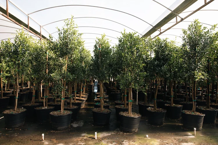 Ficus nitida — V&P Nurseries