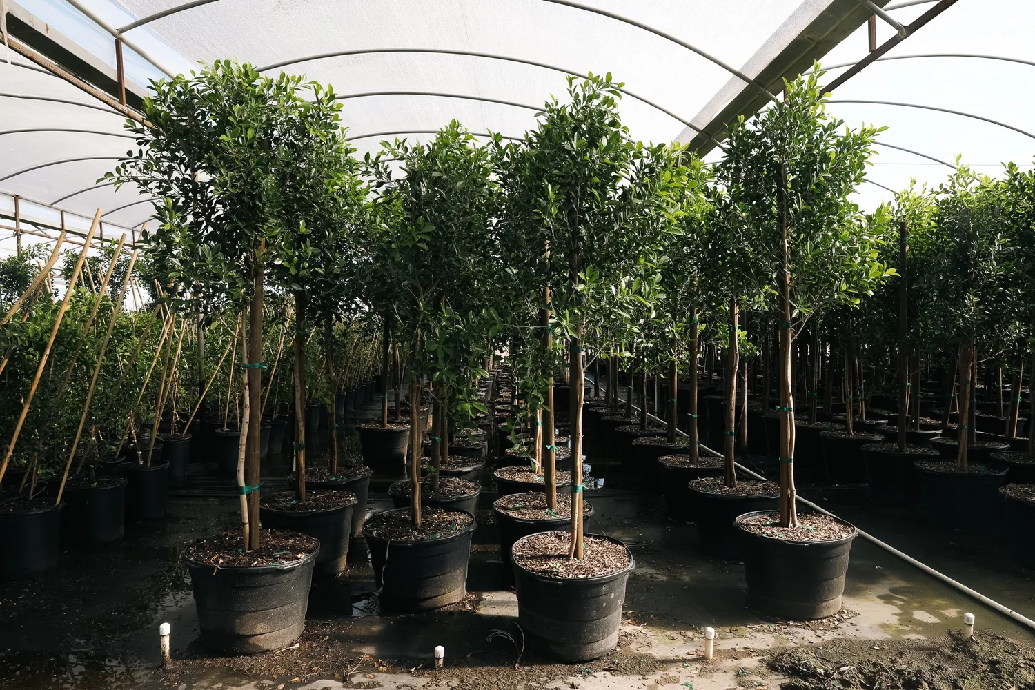 Ficus nitida — V&P Nurseries