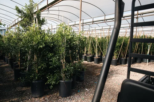 Ficus nitida — V&P Nurseries