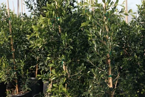 Ficus nitida — V&P Nurseries
