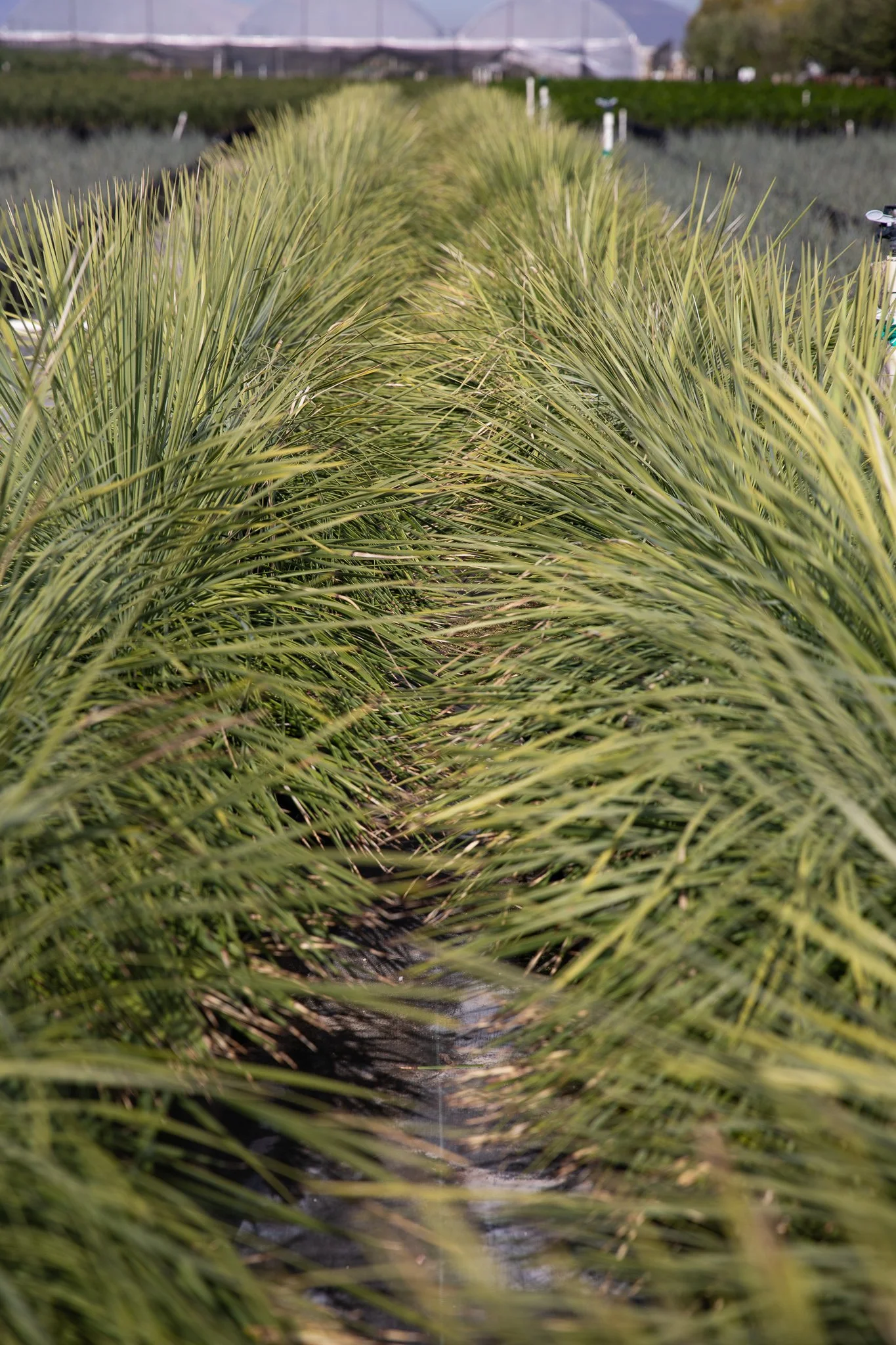Yucca linearifolia — V&P Nurseries