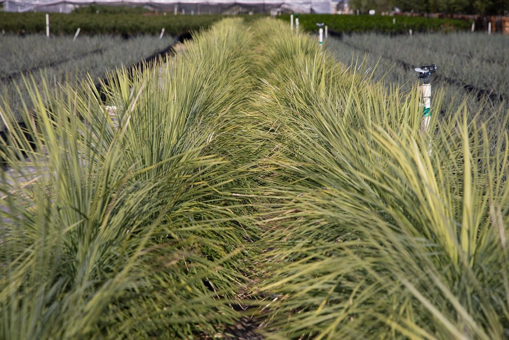 Yucca linearifolia — V&P Nurseries