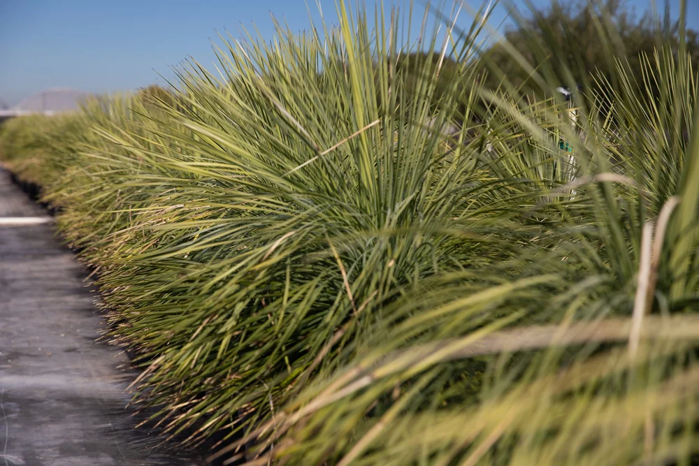 Yucca linearifolia — V&P Nurseries