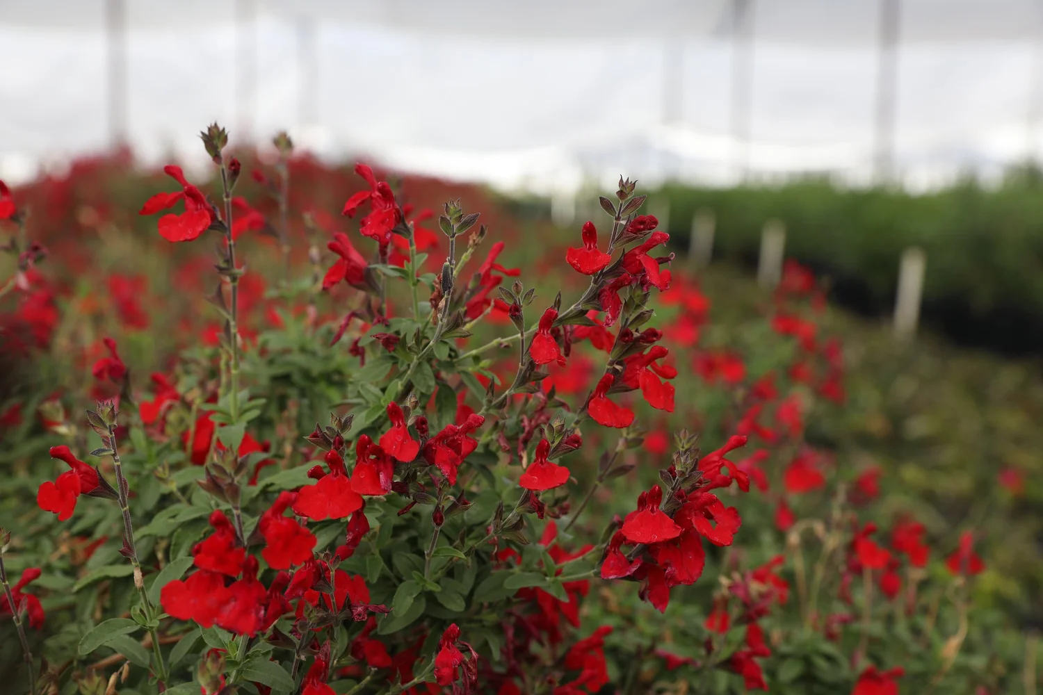 Salvia greggii 'Red' — V&P Nurseries