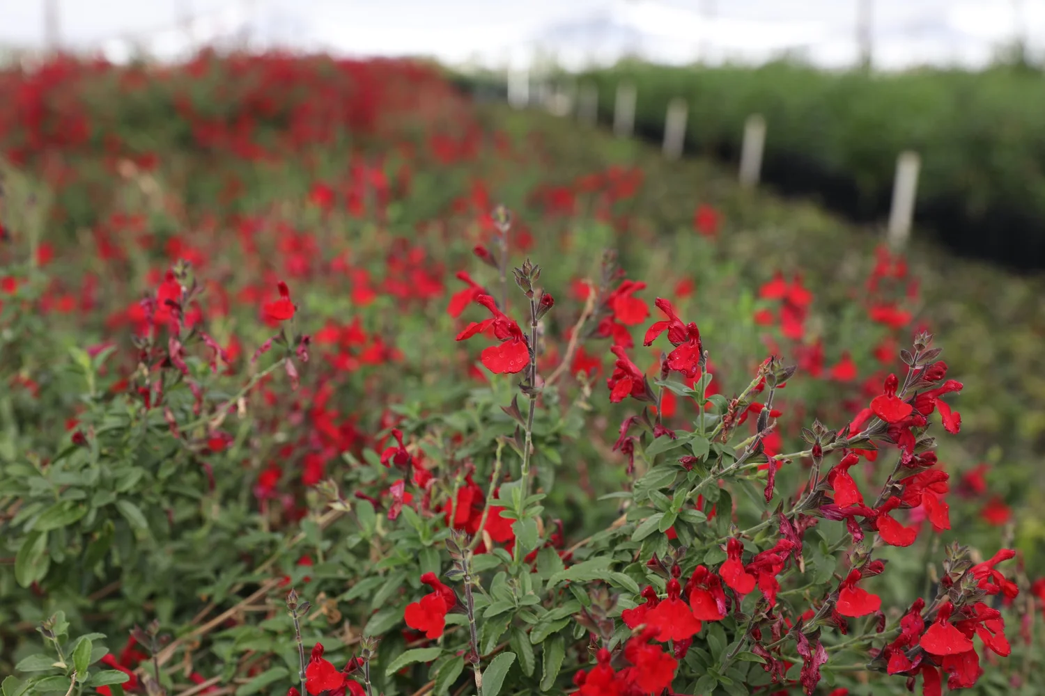 Salvia greggii 'Red' — V&P Nurseries