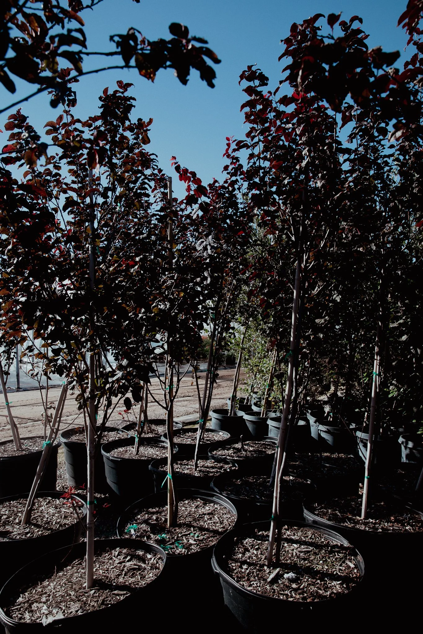 Olea 'Wilsonii' — V&P Nurseries