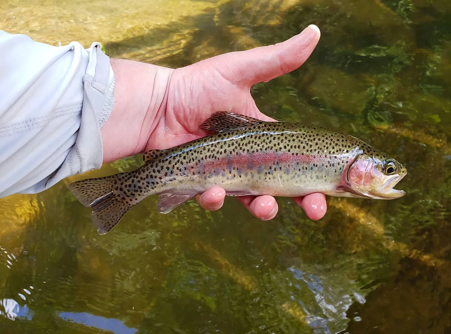 Trout Fishing in South Carolina | An Angler's Guide