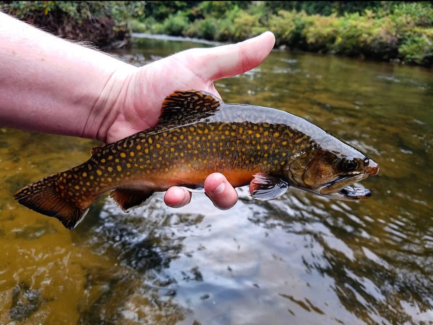 Trout Fishing in South Carolina | An Angler's Guide
