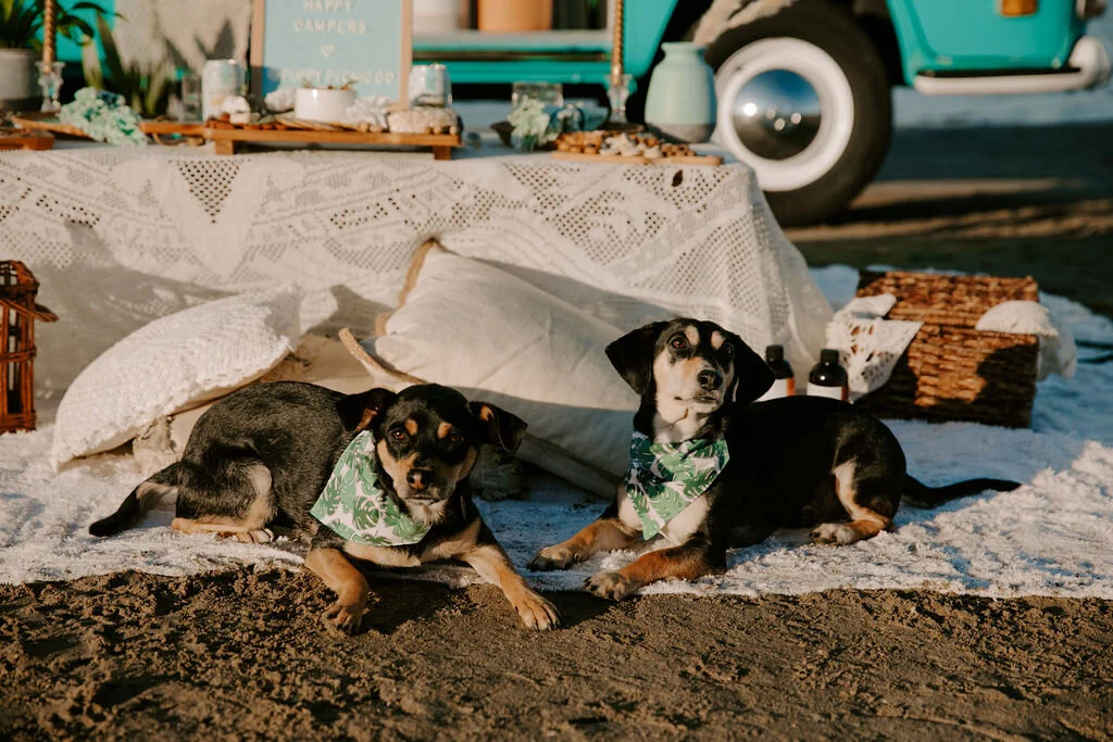 Dog Friendly Picnic Packages in San Diego — Puppy Picnic Co.