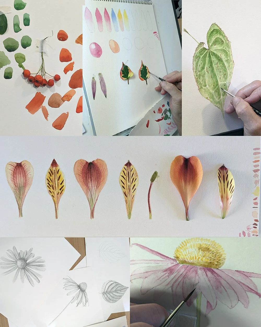 Botanical Art Illustration Courses Talks — Lucy T Smith - Botanical Artist