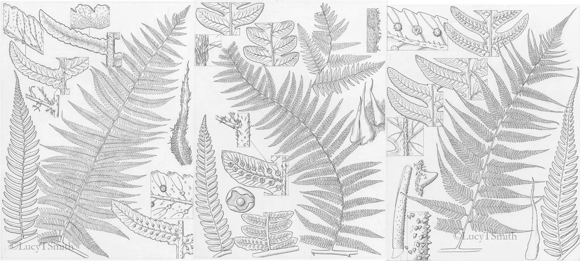 Scientific Botanical Illustration — Lucy T Smith - Botanical Artist