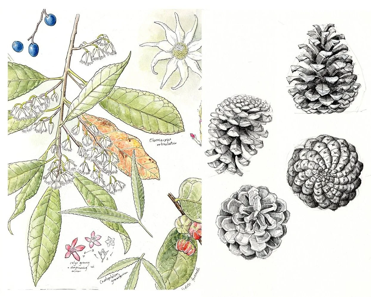 Botanical Art Illustration Courses Talks — Lucy T Smith - Botanical Artist
