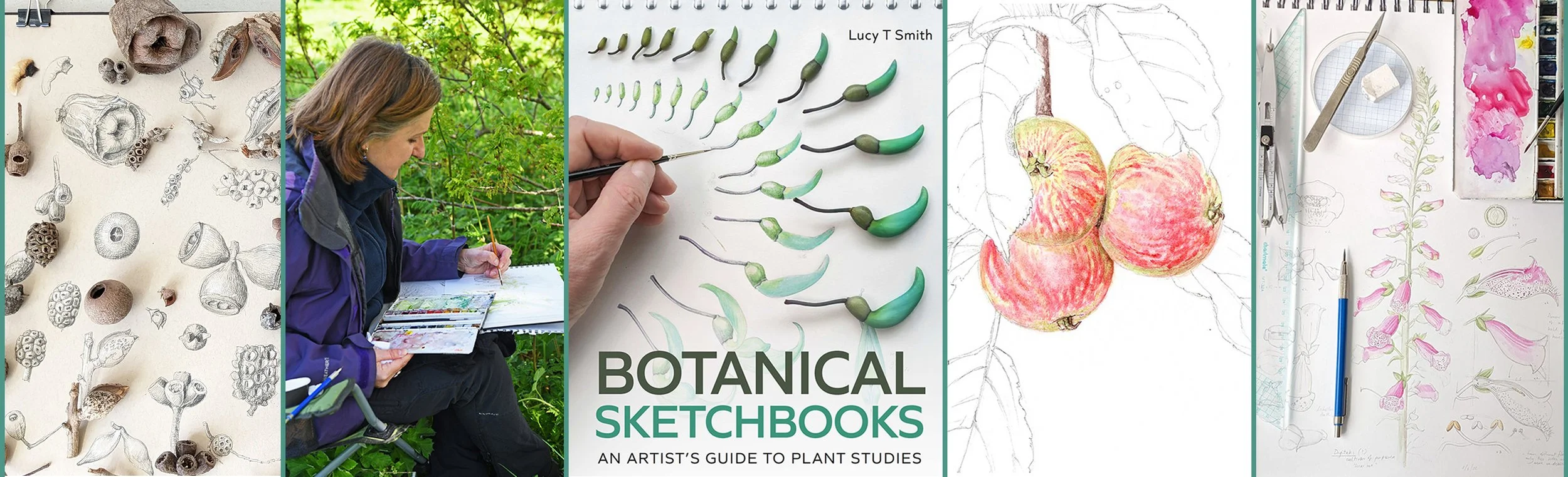 Gallery 1 — Lucy T Smith - Botanical Artist