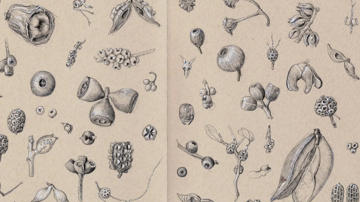 Botanical Art Illustration Courses Talks — Lucy T Smith - Botanical Artist