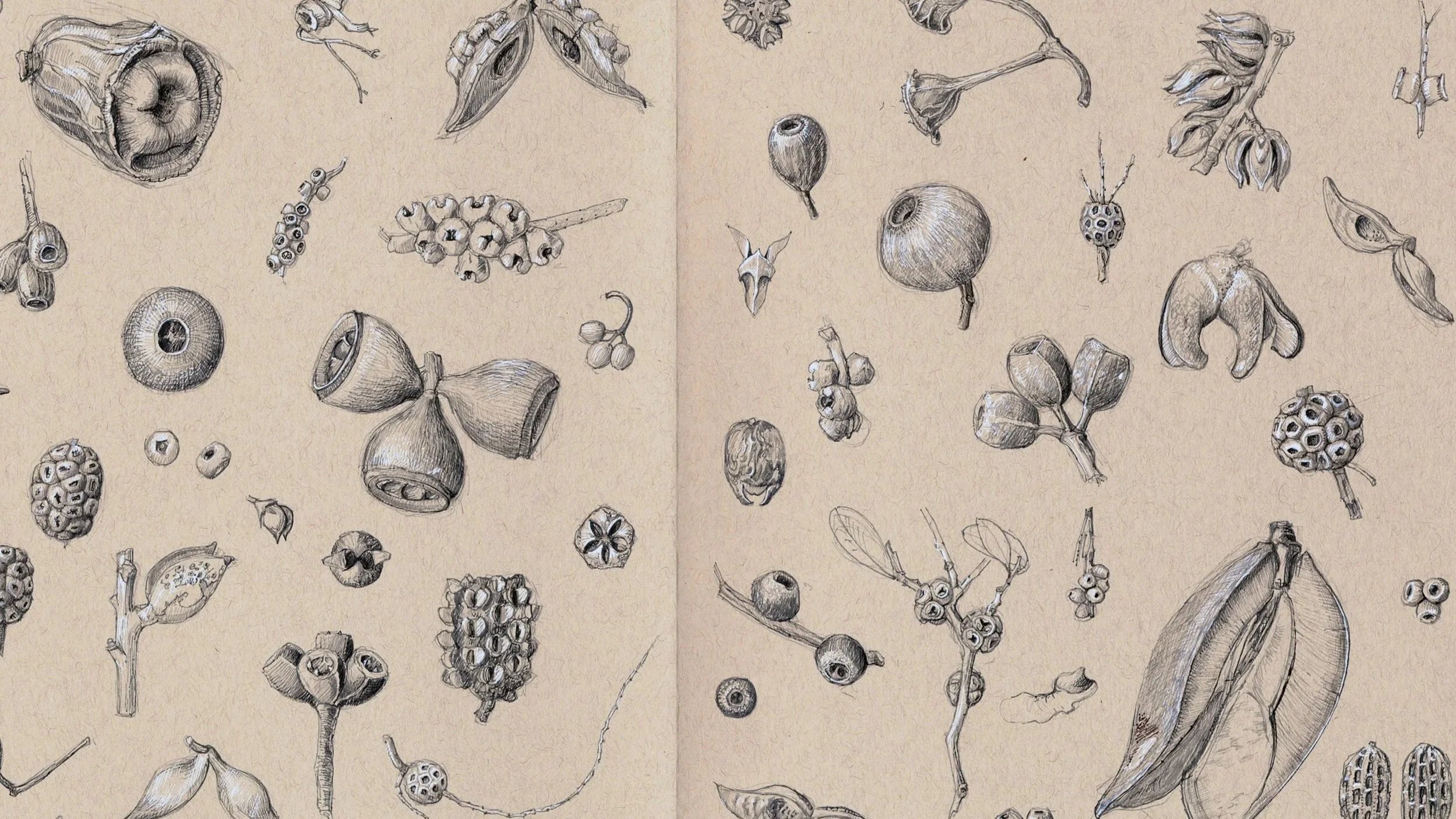 Botanical Art Illustration Courses Talks — Lucy T Smith - Botanical Artist