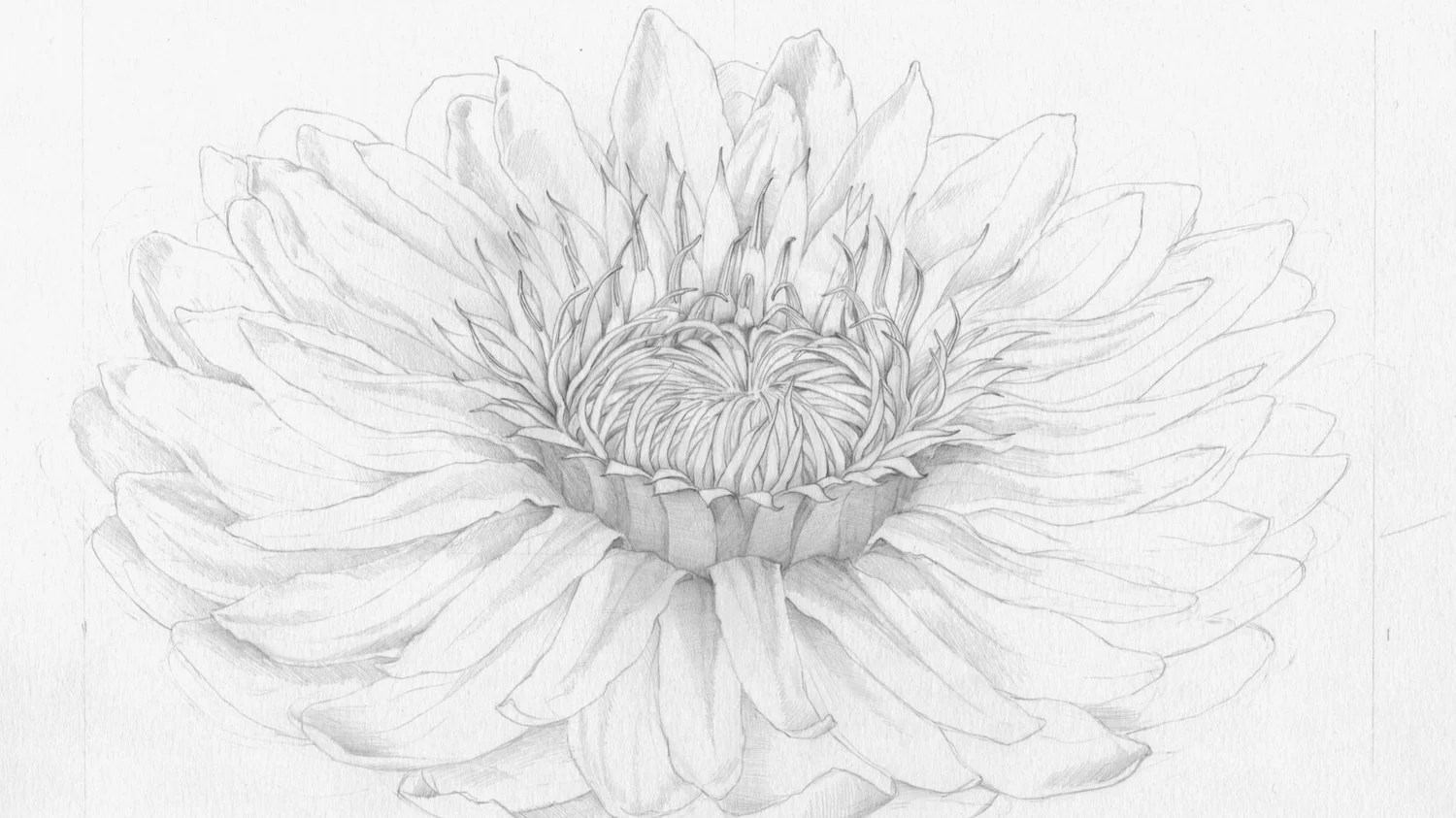 VICTORIA BOLIVIANA - A NEW SPECIES OF GIANT WATERLILY: 4th july 2022 ...