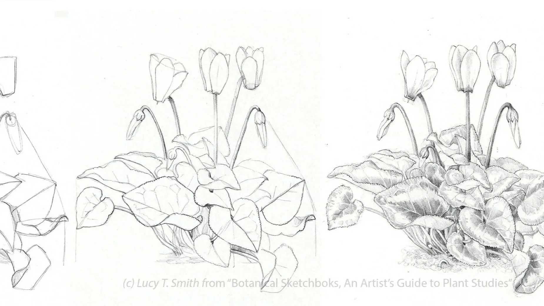 Botanical Art Illustration Courses Talks — Lucy T Smith - Botanical Artist