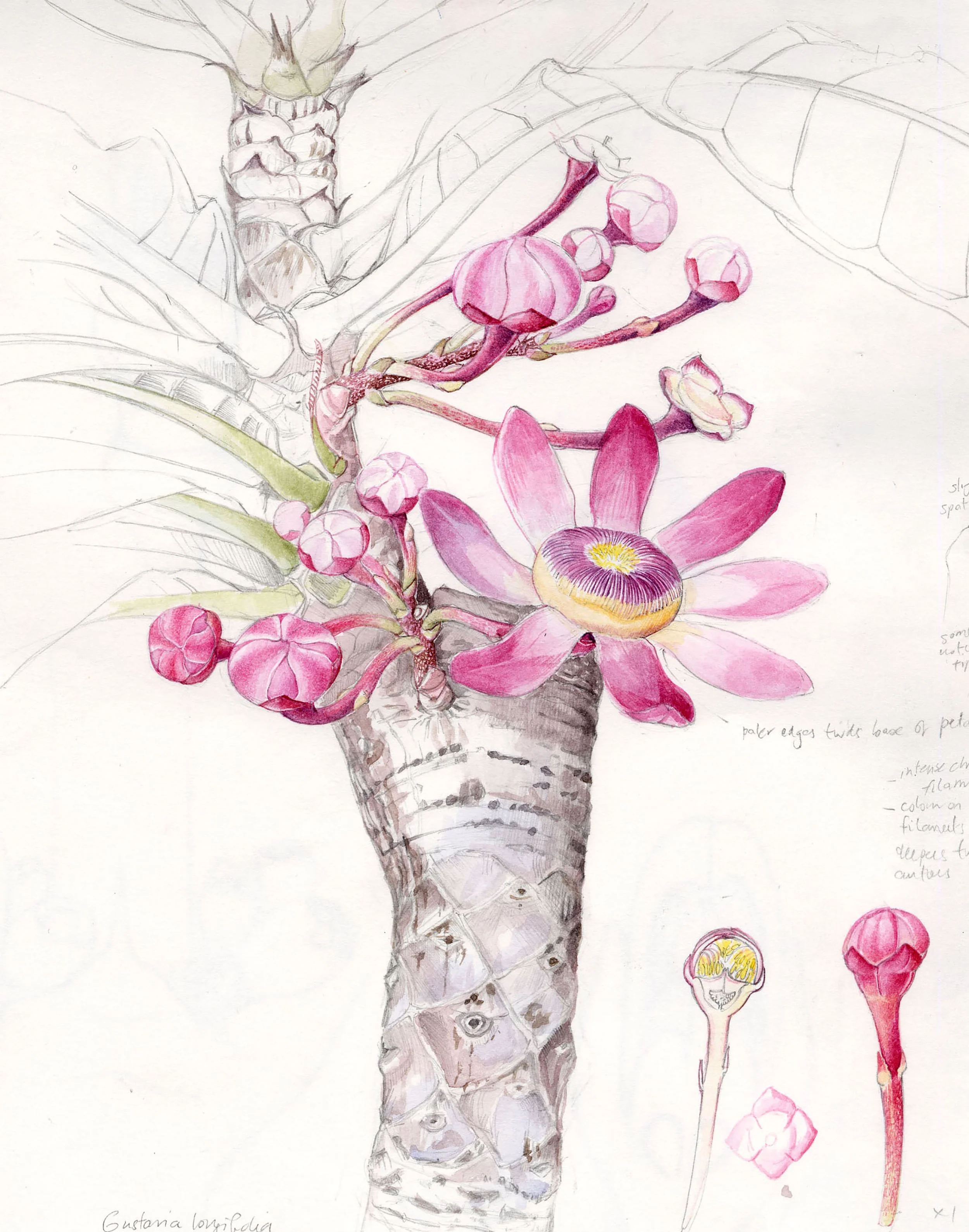 Botanical Art Illustration Courses Talks — Lucy T Smith - Botanical Artist