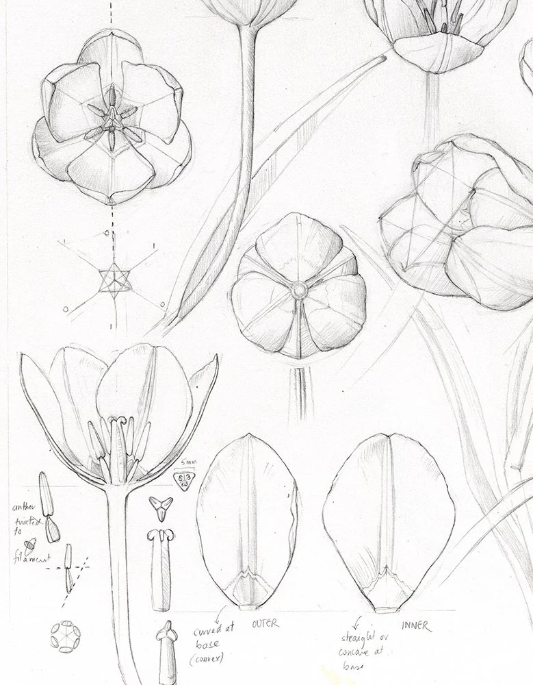 Botanical Art Illustration Courses Talks — Lucy T Smith - Botanical Artist