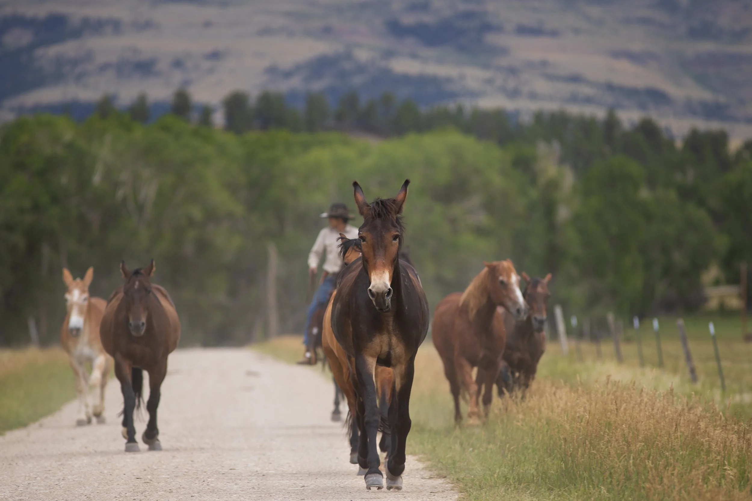 Circle Bar Ranch — Montana Dude Ranch