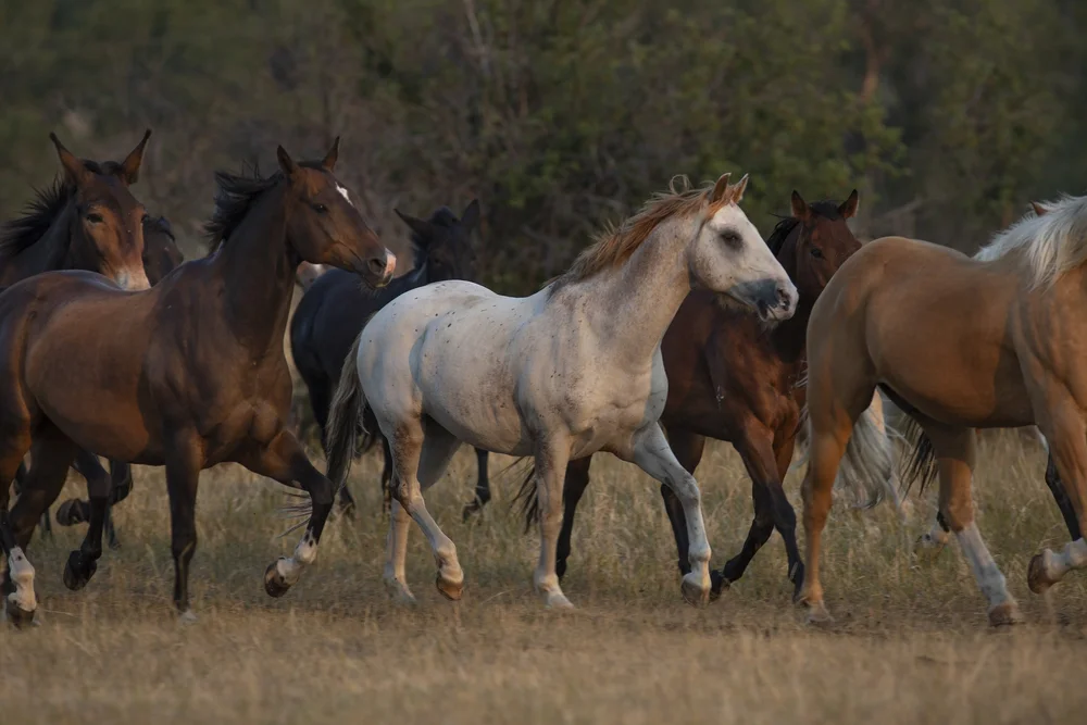 About — Circle Bar Ranch — Montana Dude Ranch