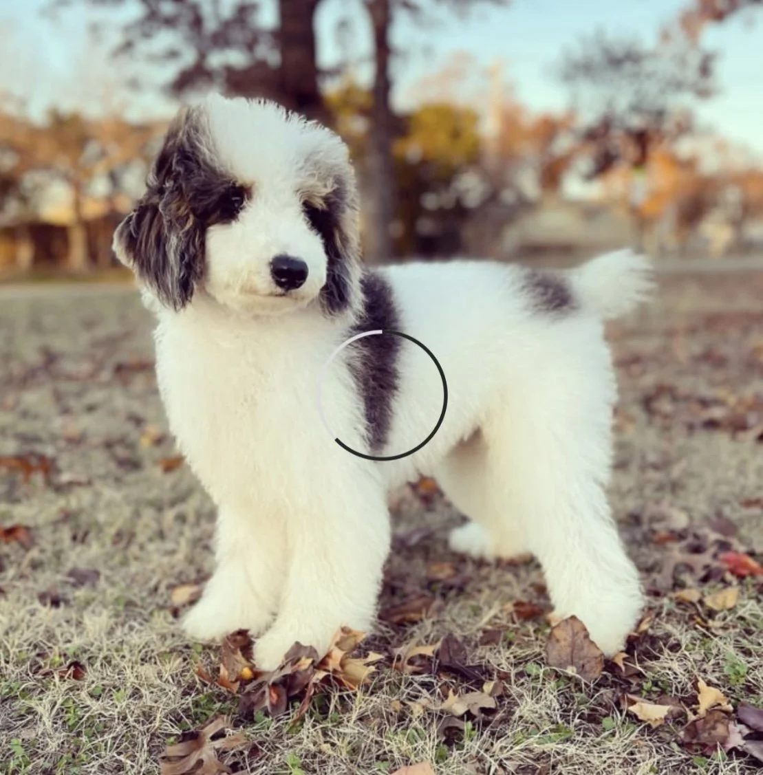 Mini Sheepadoodle Puppies — America's Favorite Mini Doodle Breeder