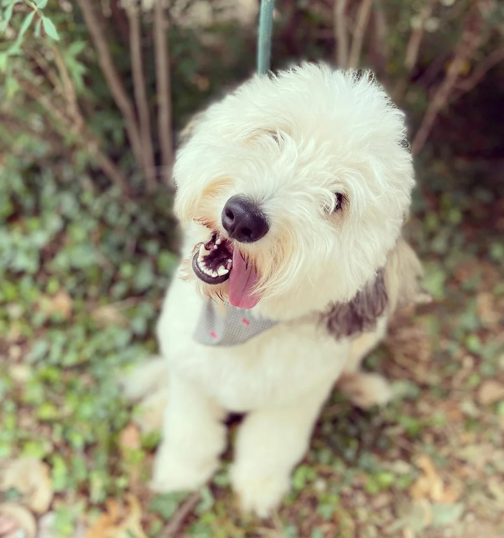 Australian Mountain Doodles | Lawrenson Doodles | A Top Doodle Breeder