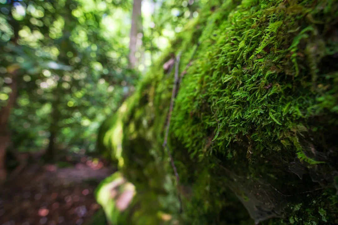 Cold Spring | Discover & Explore Today! — Breaks Interstate Park