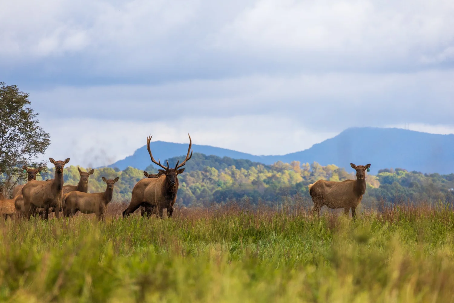 Elk Tours | Discover Elk Tours Today — Breaks Interstate Park