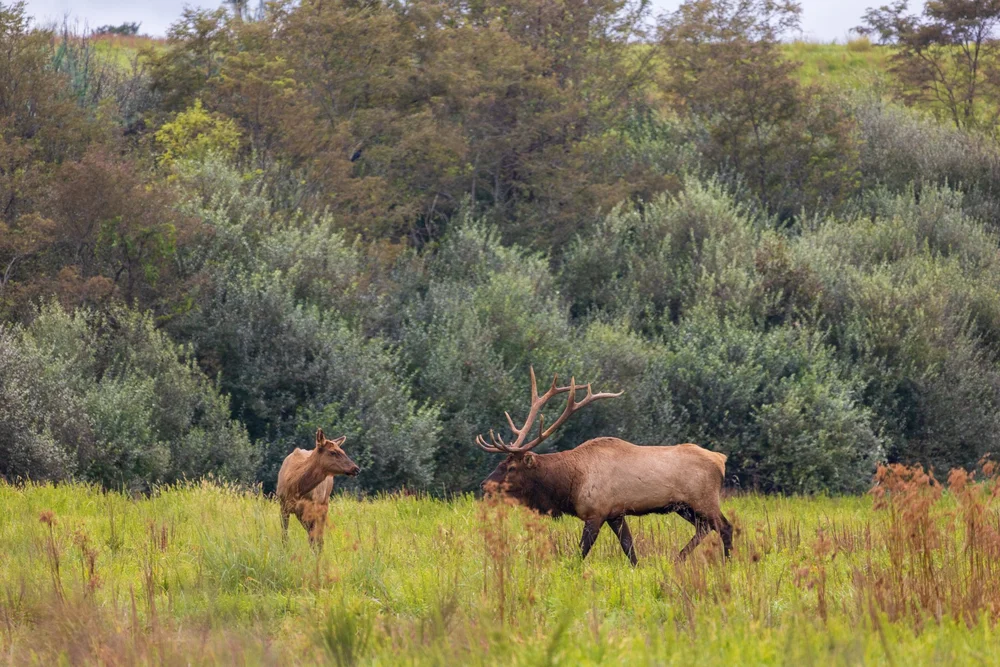 Elk Tours | Discover Elk Tours Today — Breaks Interstate Park