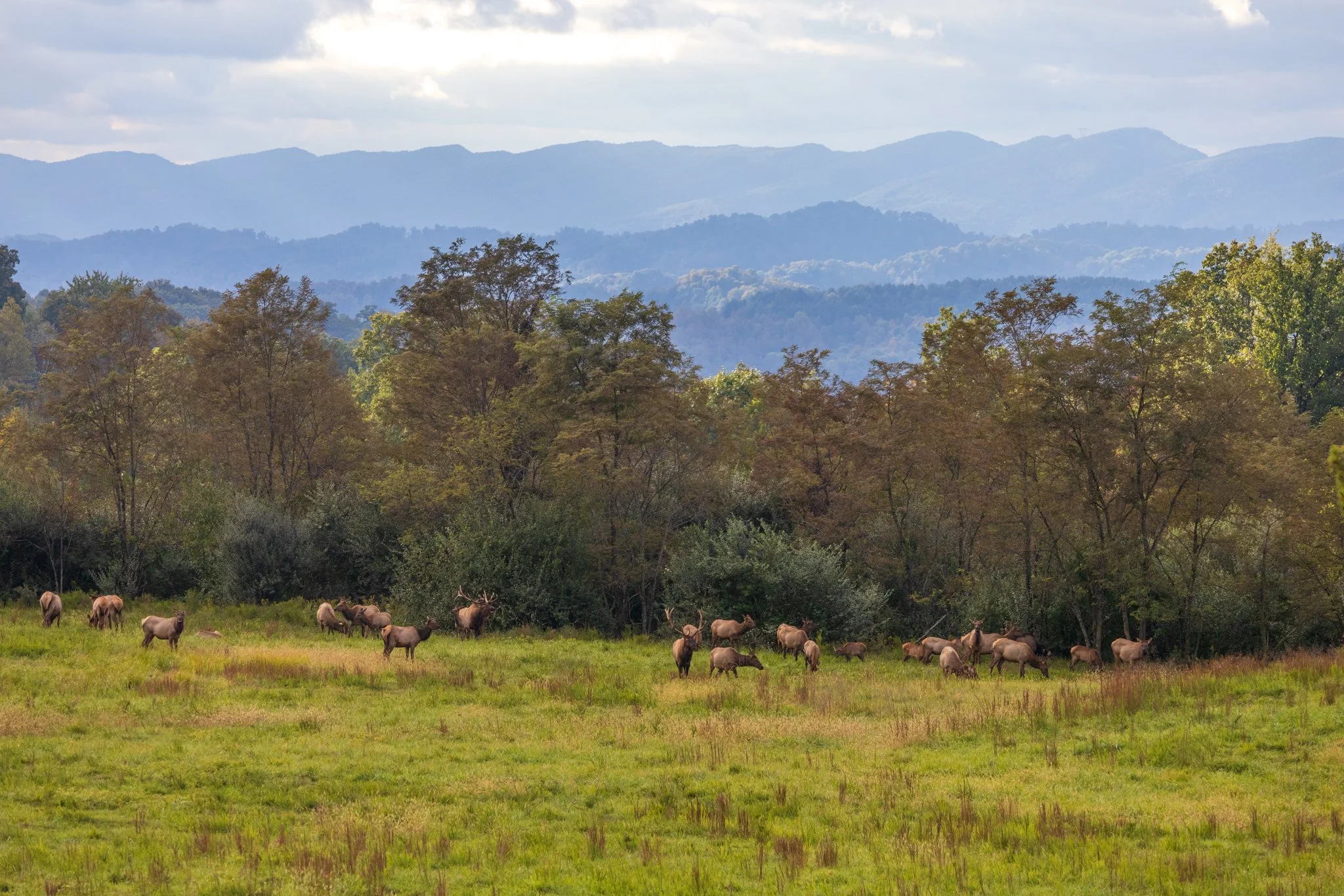 Elk Tours — Breaks Interstate Park