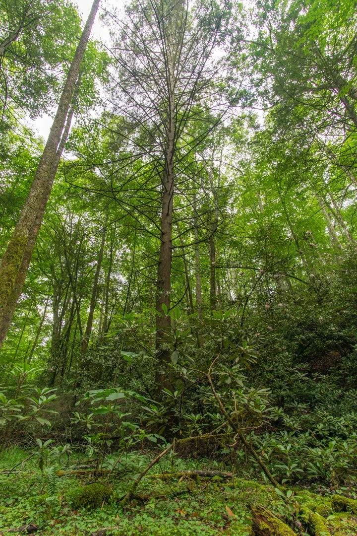 Cold Spring | Discover & Explore Today! — Breaks Interstate Park