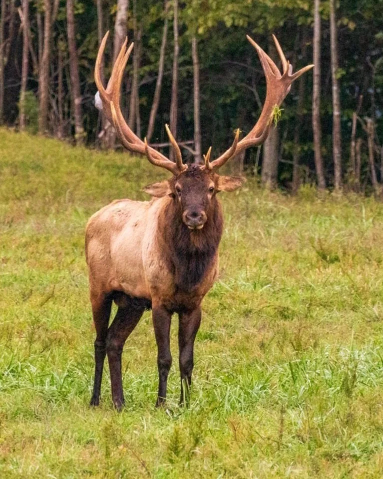 Elk Tours — Breaks Interstate Park