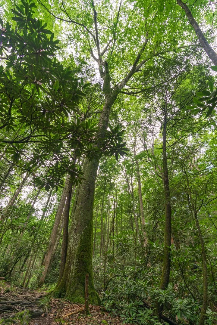 Cold Spring | Discover & Explore Today! — Breaks Interstate Park