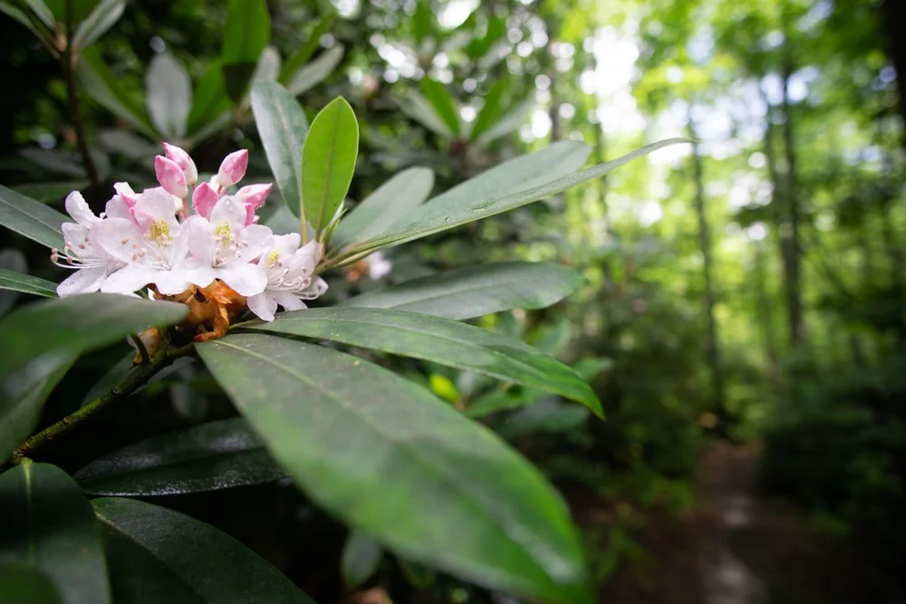 Cold Spring — Breaks Interstate Park