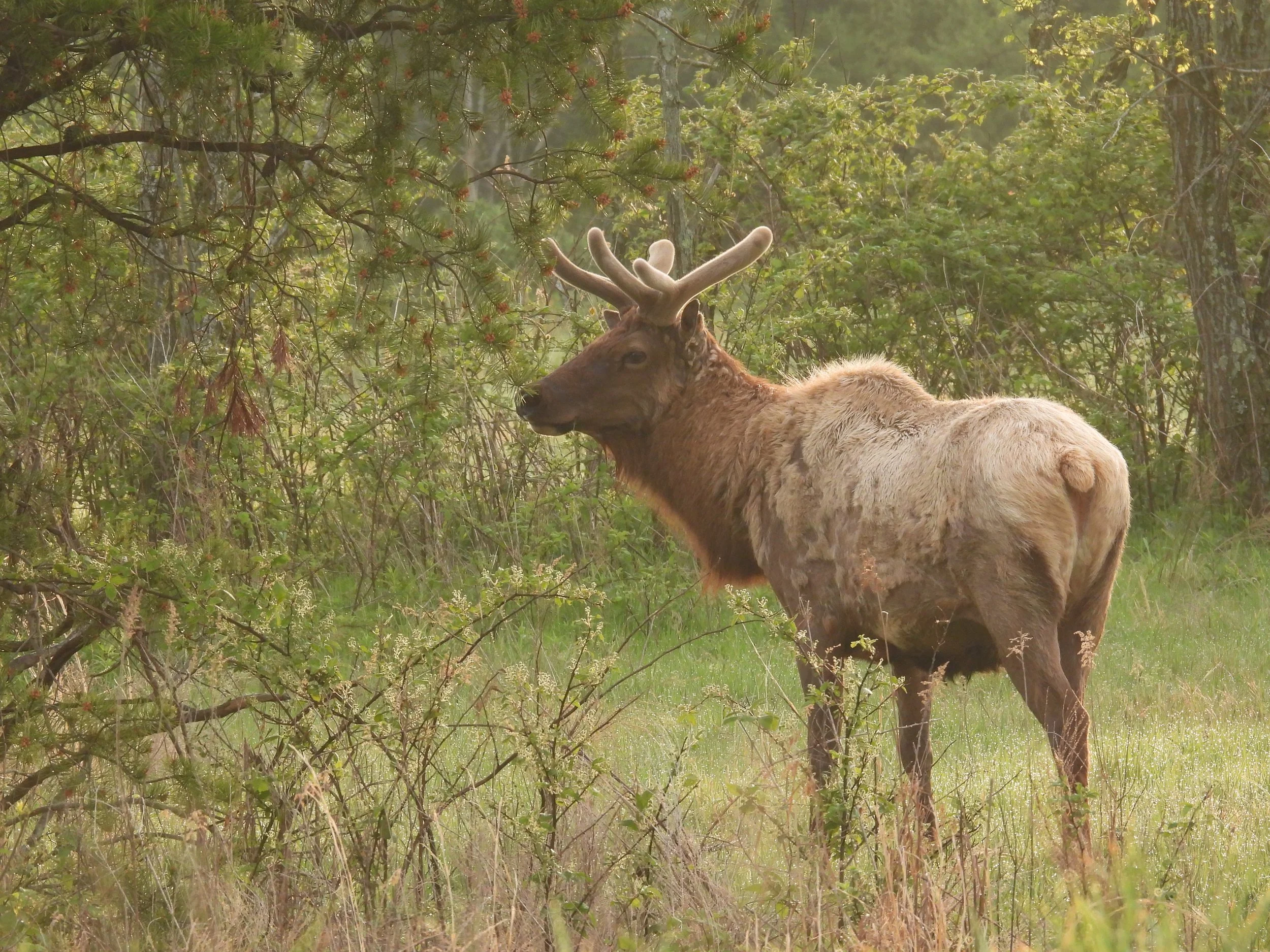 Summer Elk Activity — Breaks Interstate Park