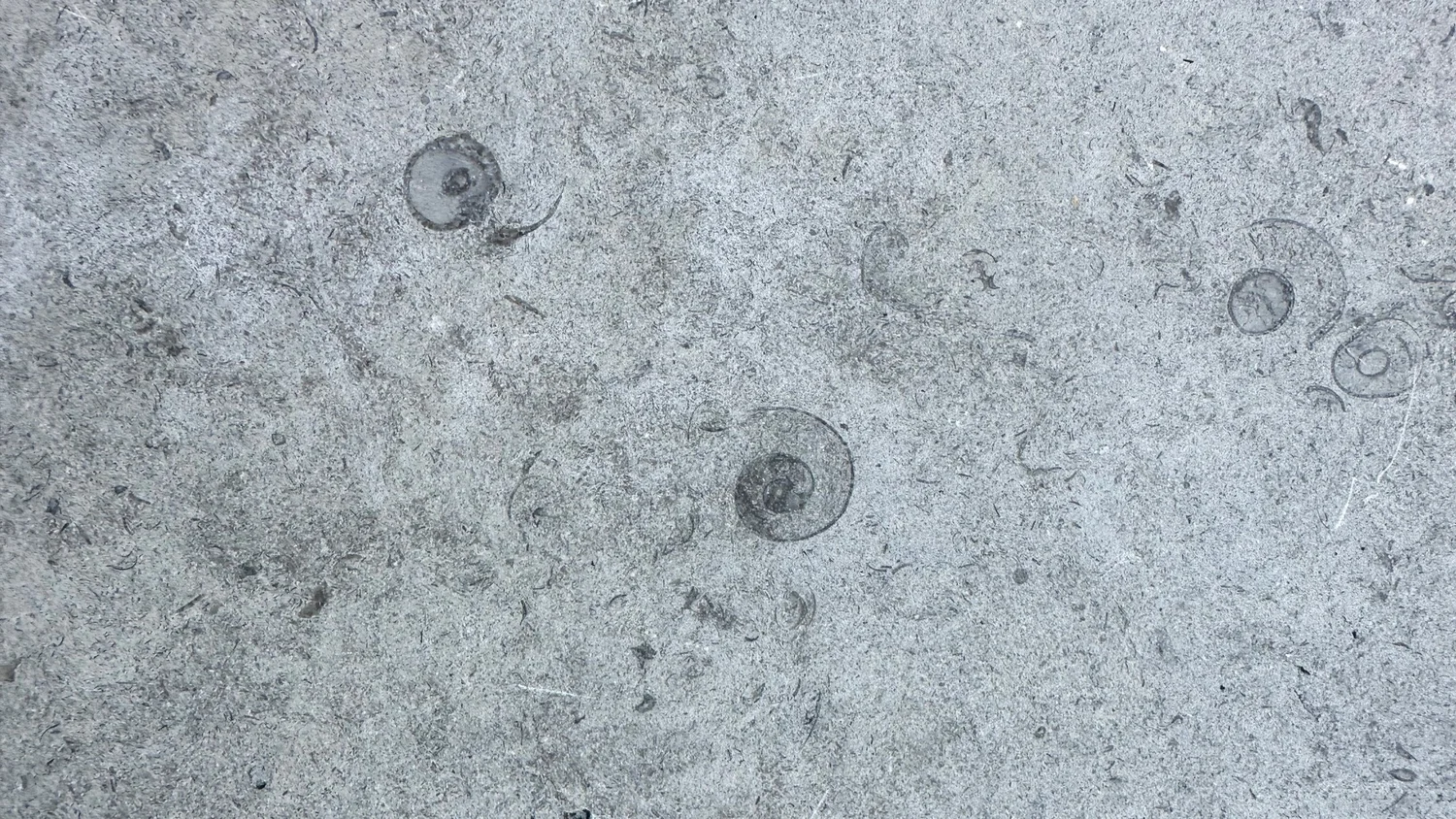 Using Lueders Stone to Enhance Your Austin Swimming Pool — Pool Sharp ...