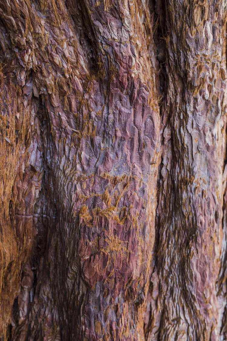 Women and Trees