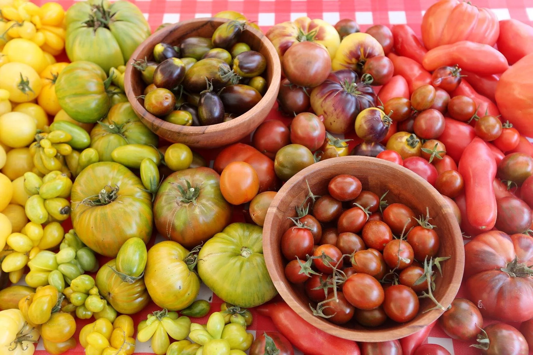 Tomatoganza! — Napa County Seed Library