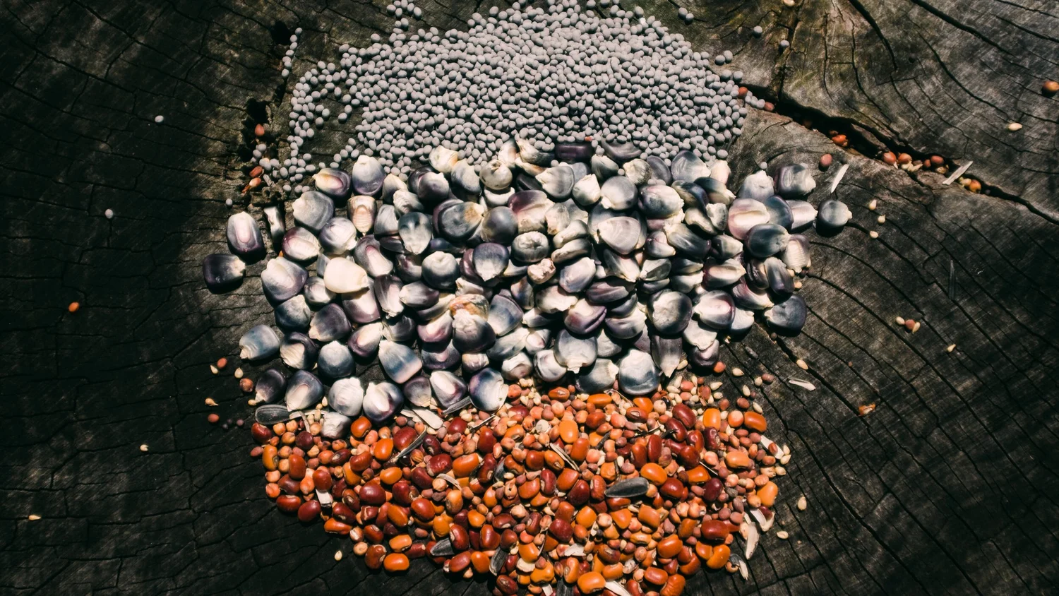 About Seeds — Napa County Seed Library