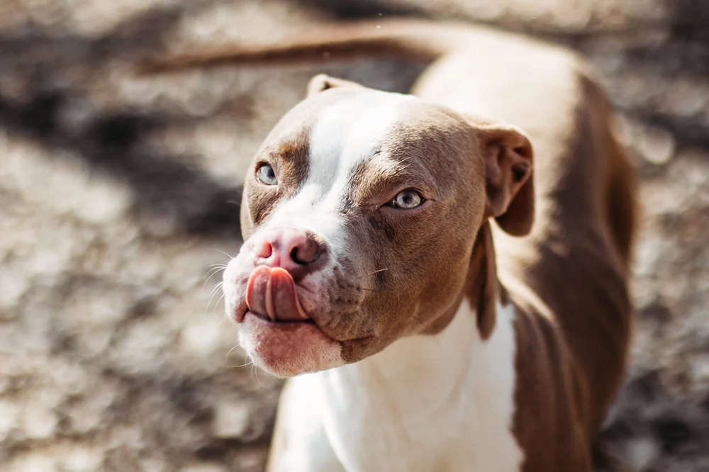 Columbia Missouri Pet Photography | Central MO Humane Society ...