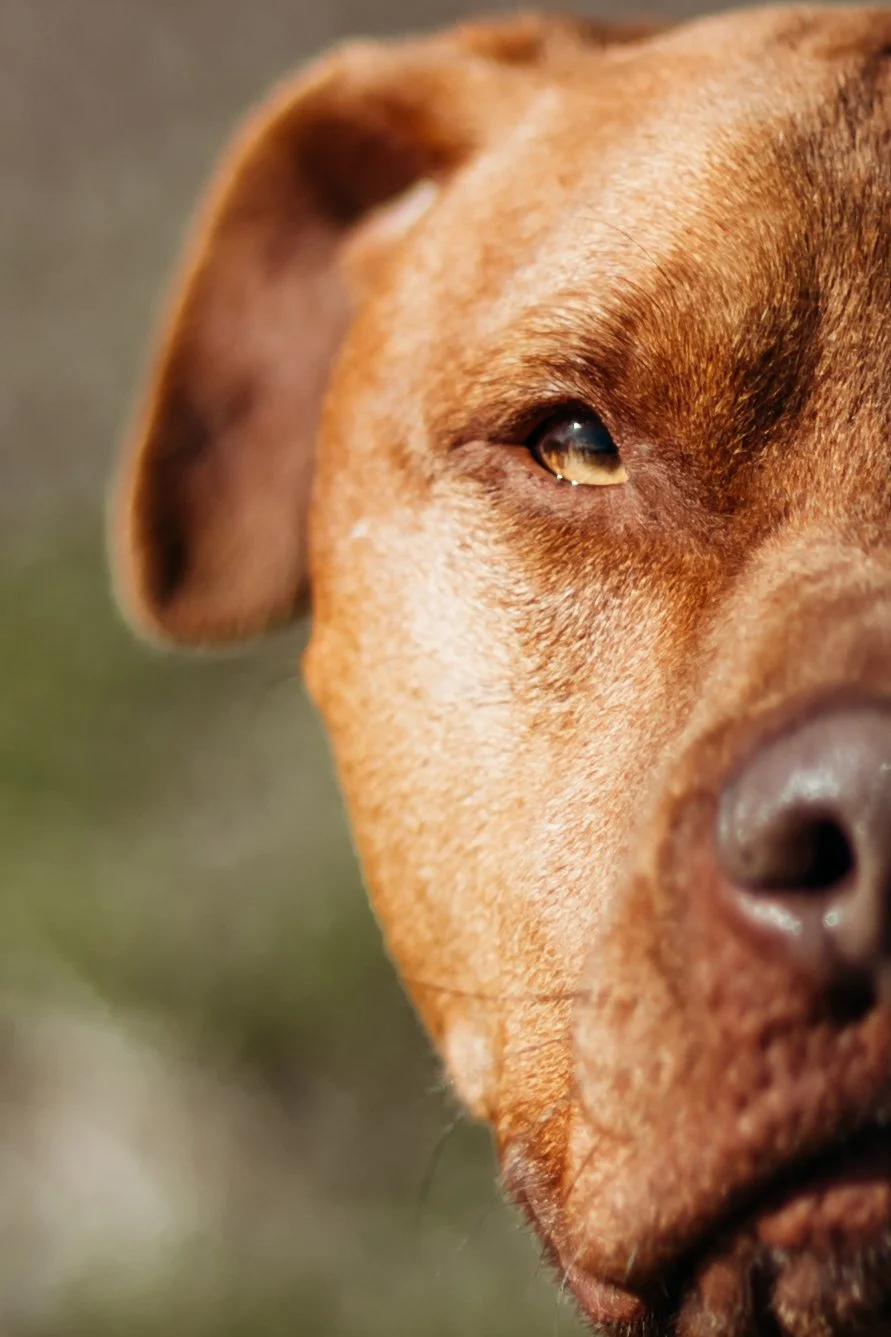 Columbia Missouri Pet Photography | Central MO Humane Society ...